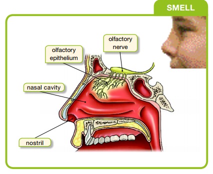 Never Stop Learning : The Senses and the Organs