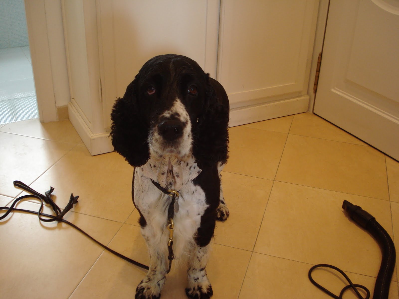 Alpoochino Dog Grooming: Max The Springer Spaniel