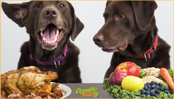 HOW TO BEGIN A VEGAN DOG FOOD DIET ~ Pet Care Magazine | Official Site