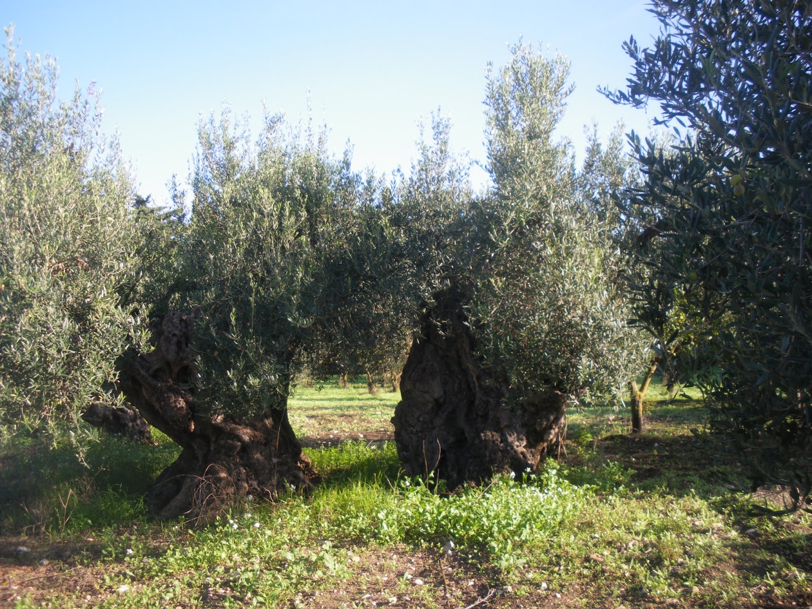 Trapani, una falce sul mare: La coltivazione dell'ulivo