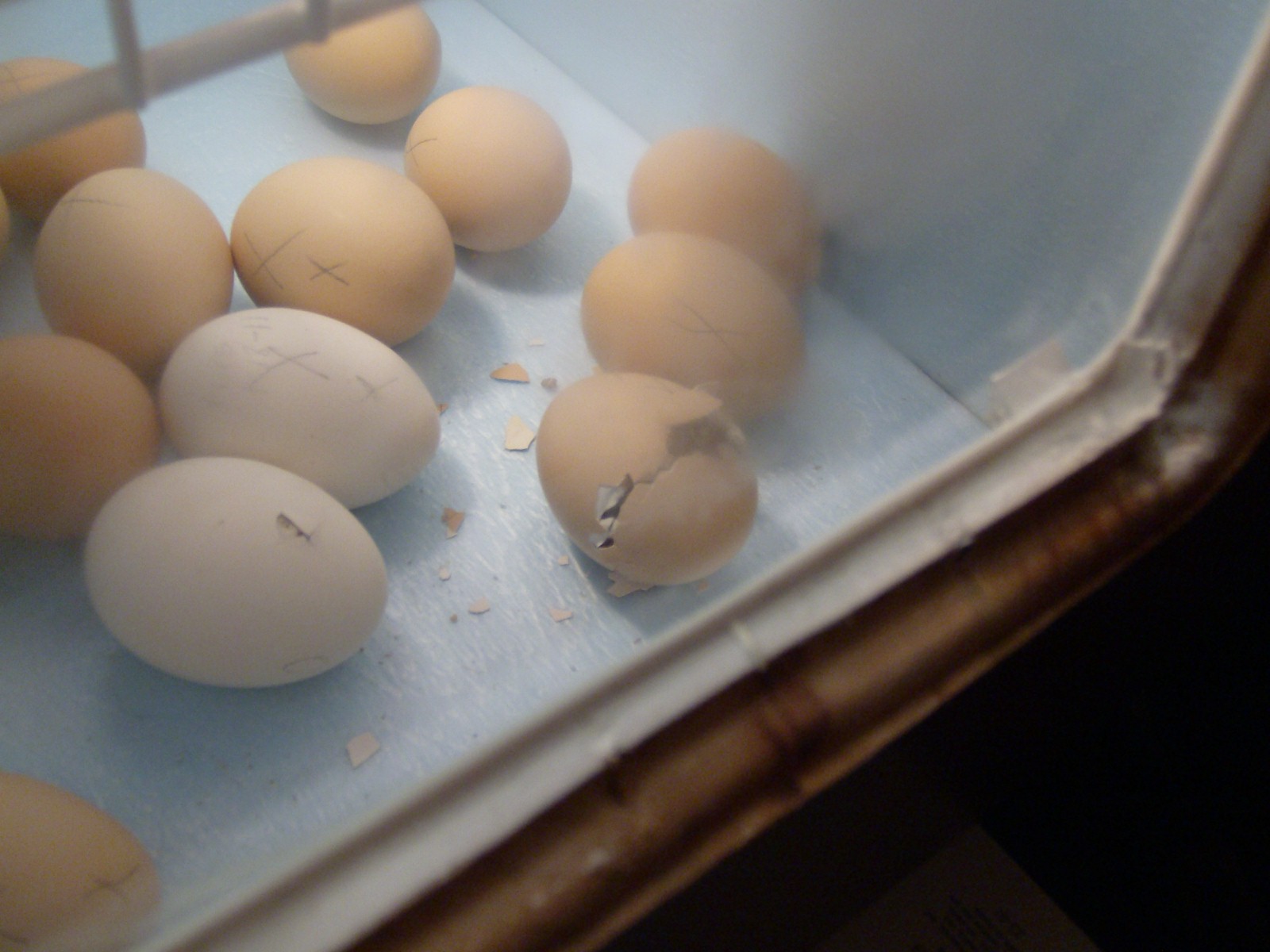 All about raising chickens!: Day 21 We have some new baby chicks!