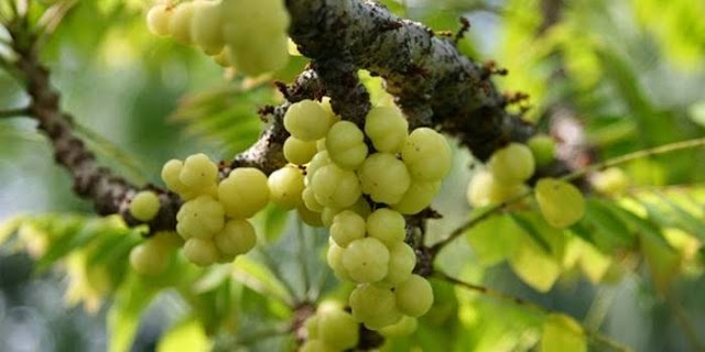 Manfaat Daun Cermai dan Buah Untuk Kesehatan Tubuh - Tips Cerdas