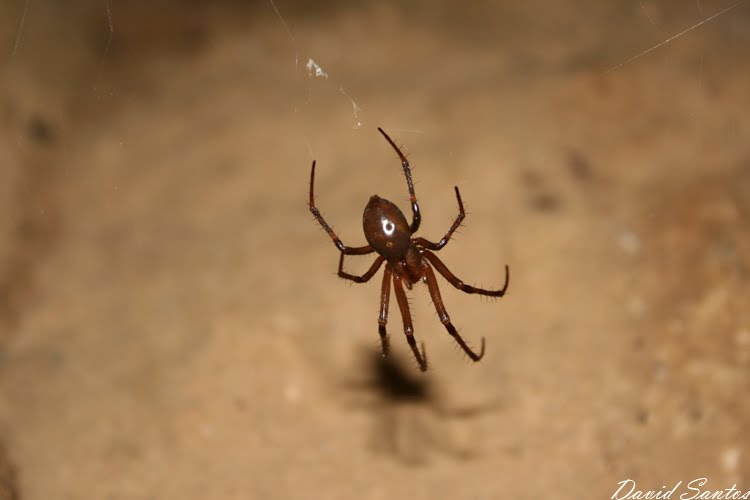 Cytisus: Meta bourneti