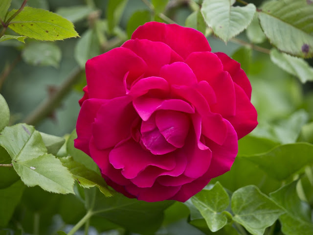 Flores reales - Imagui