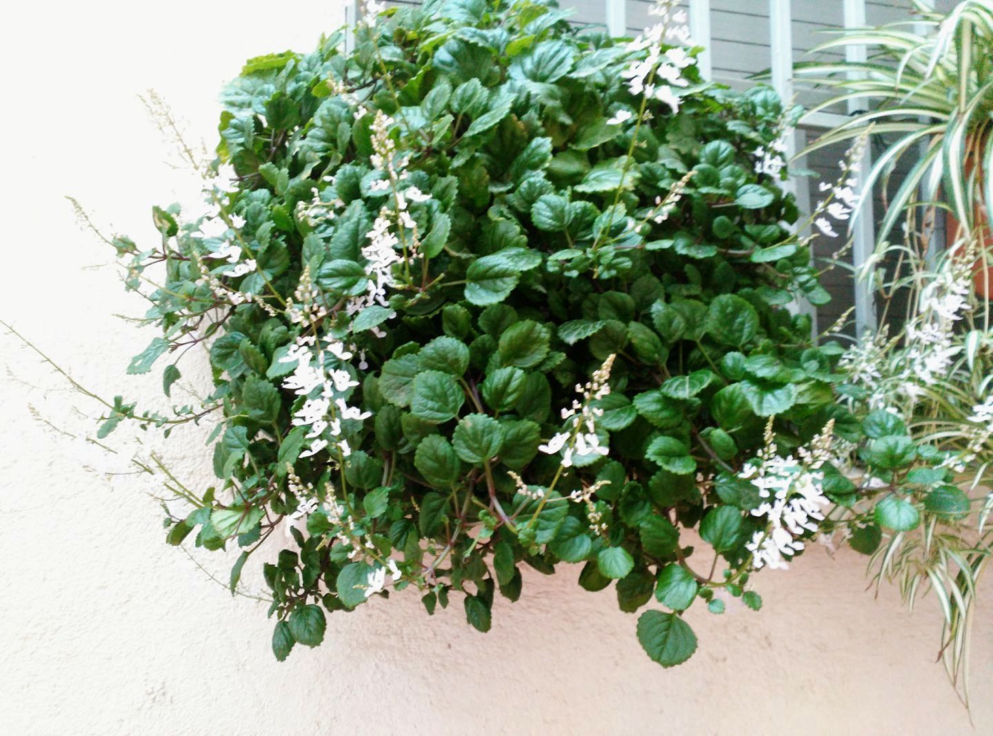 Huerto Casero de Quiquet: Planta del dinero o del dolar