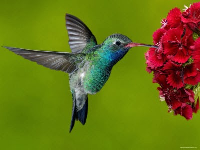 Colibríes