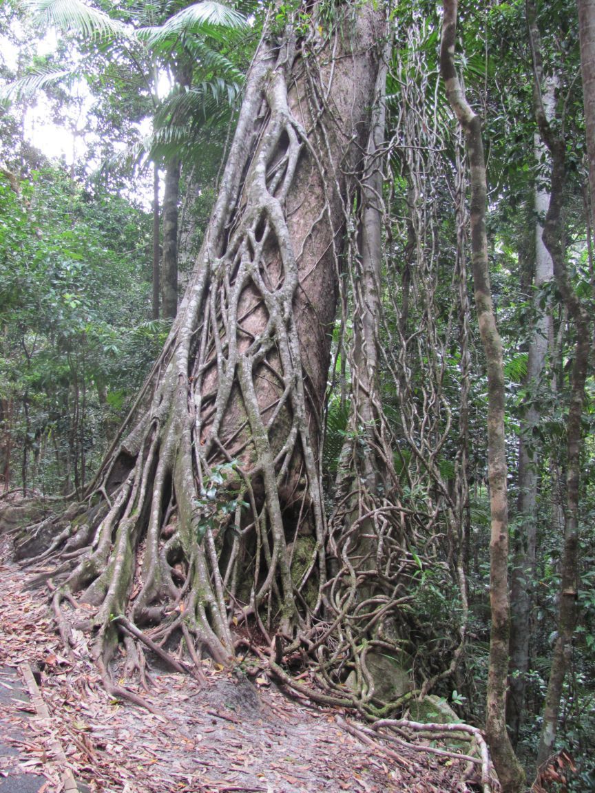 Learn Something About Plants: Strangled To Death - By a Fig?