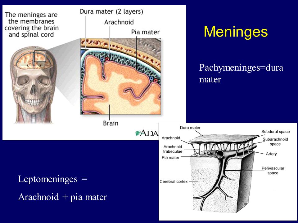 Radiotherapy Dictionary: Leptomeninges