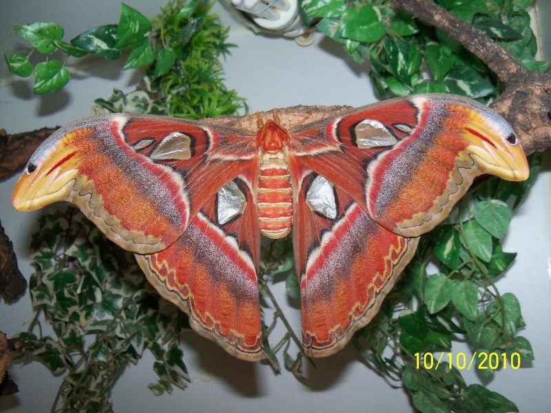 Ma Terre de Bruyère: L'Attacus Atlas