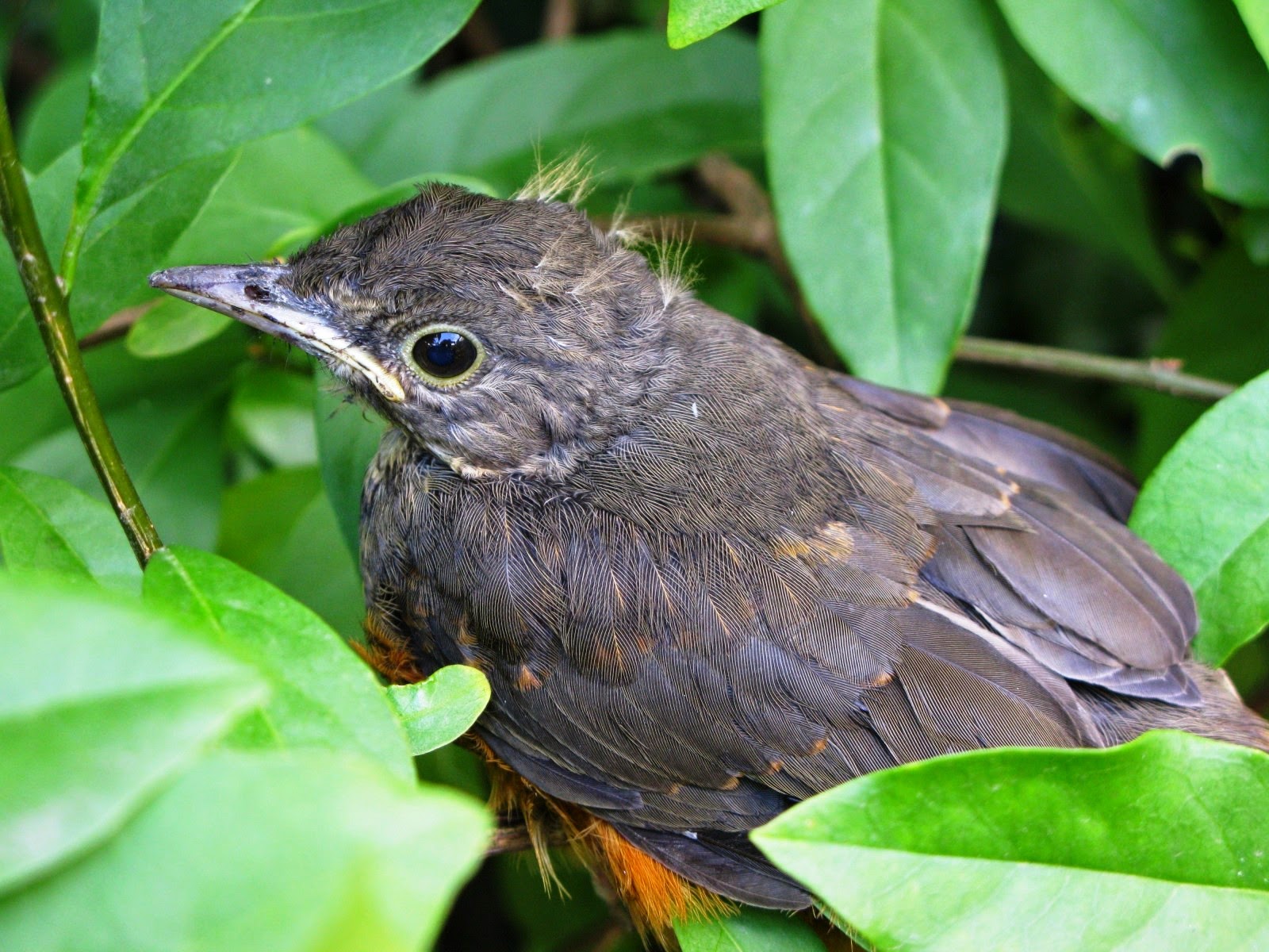 Relatos imprevistos y algo más: Pichón.