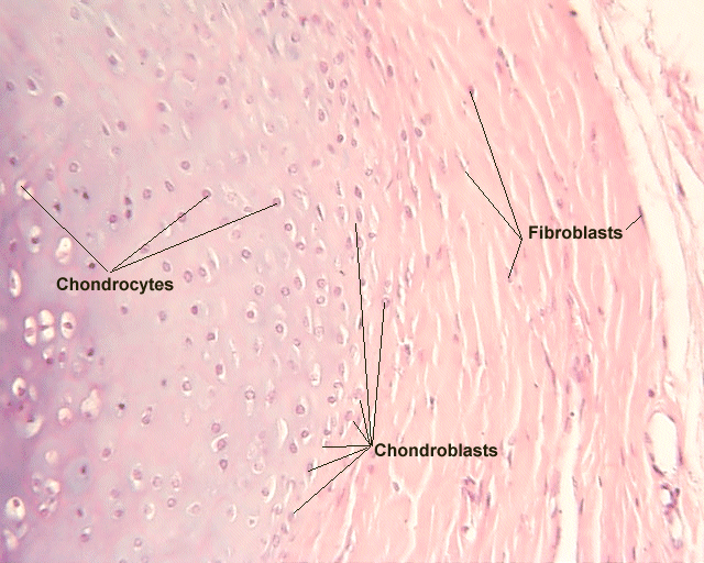 Salisbury's Graduate Histology: Cartillage