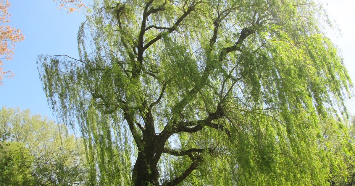 Gedichten en verhalen uit het leven : Wuivende Bomen