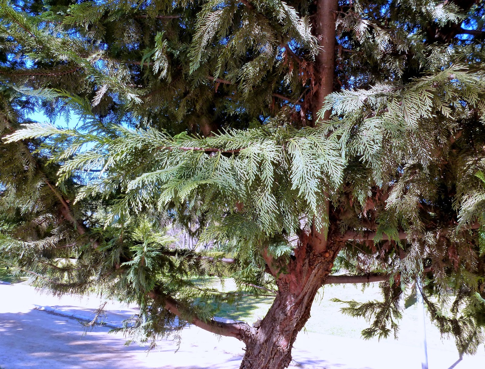 Árboles con alma: Ciprés de Leyland. (x Cupressocyparis leylandii)