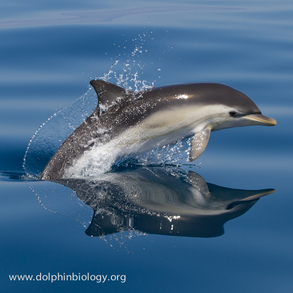 Dolphin Biology and Conservation: Striped or common?
