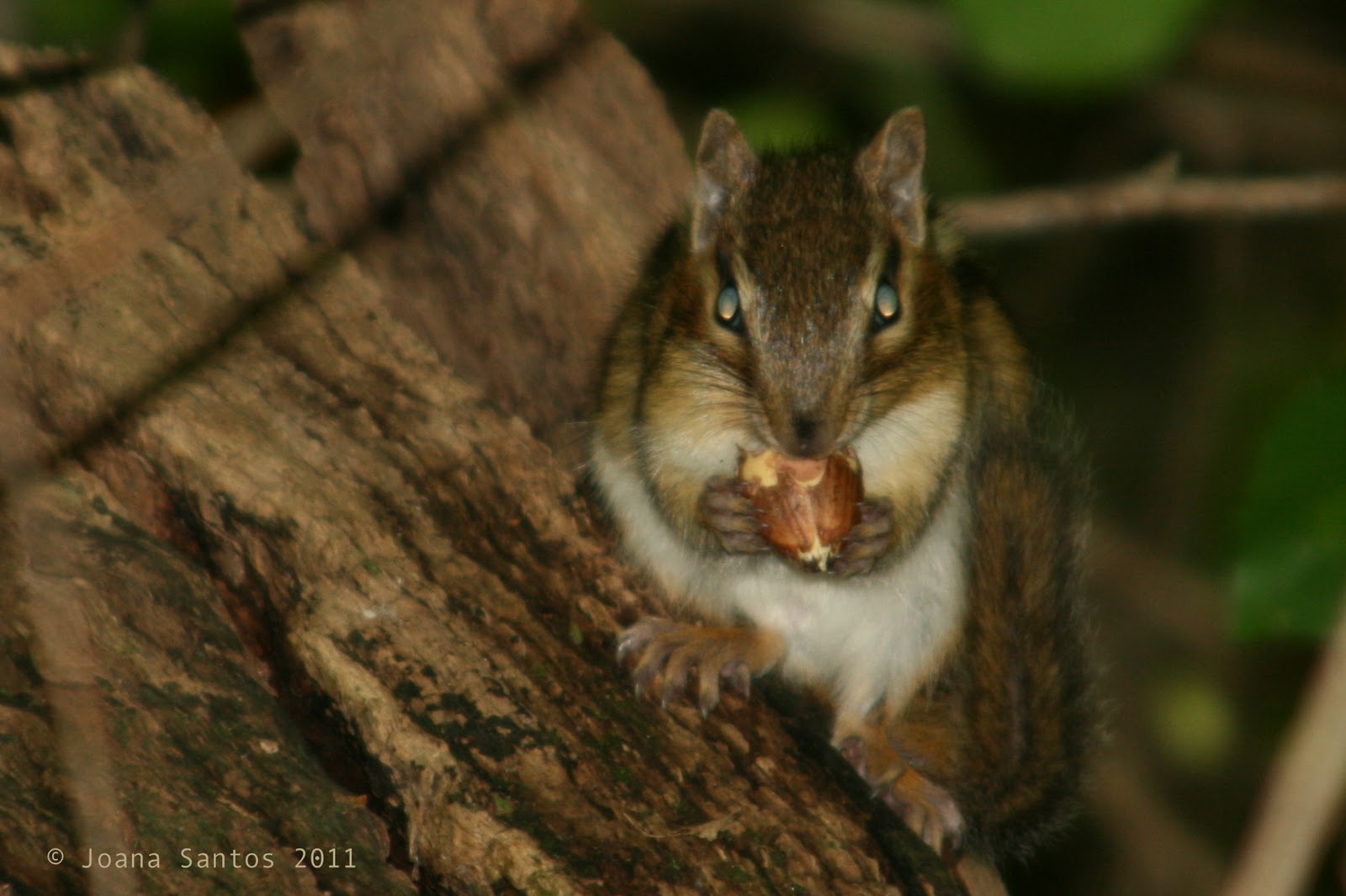 Animalia zoom: Tâmia- Chipmunk (Tamias striatus)