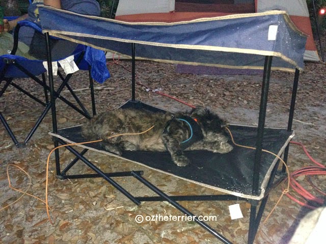 Outdoor Gear: Quik Shade Pet Shade | Oz the Terrier - Lifestyle Dog Blog