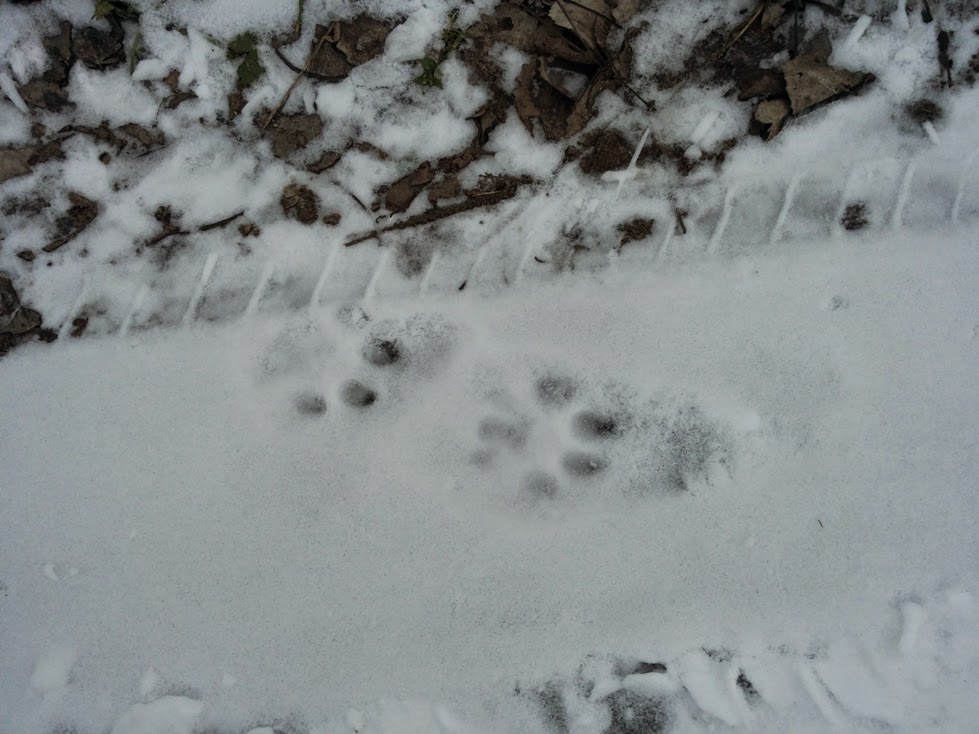 Estonian Nature Tours: Lynx is hot topic again