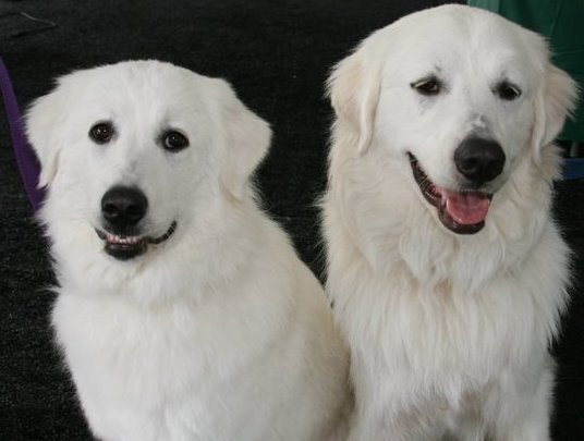 Stacey O'Brien : Wesley the Owl: Fiona and Drinian - Colorado Mountain Dogs