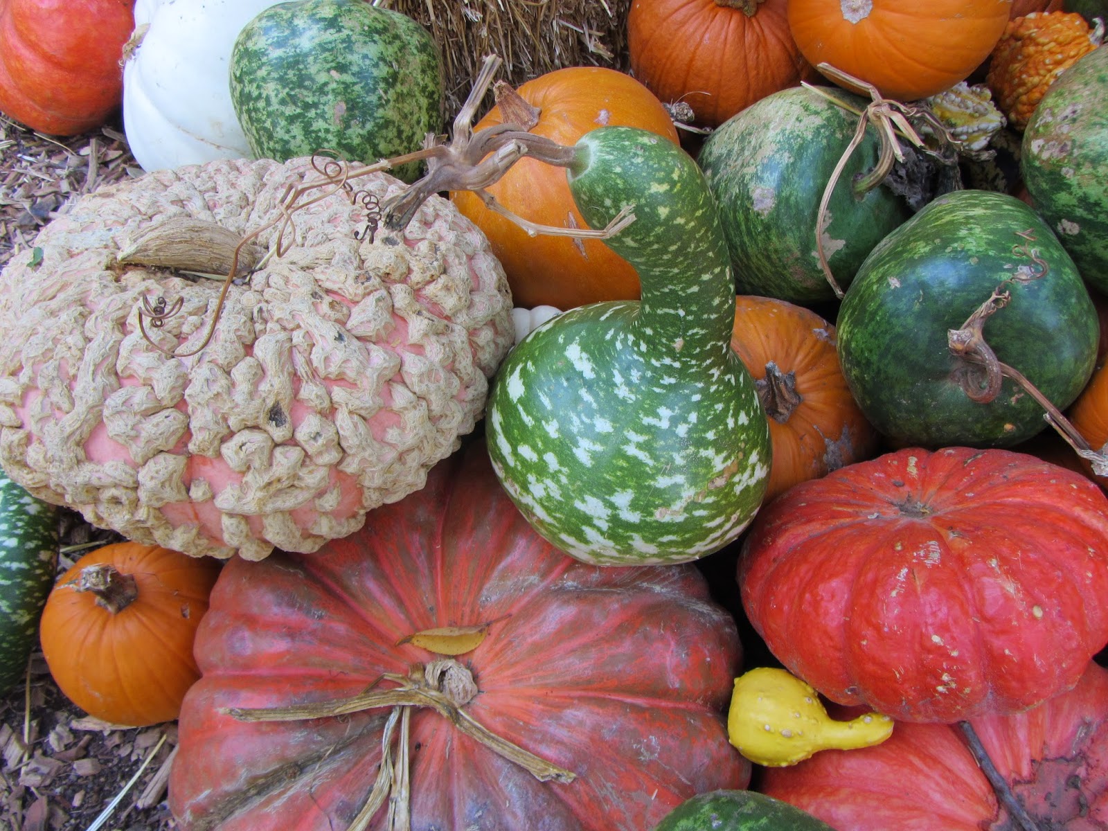 Omong Mak Long....: Nota Buah Labu