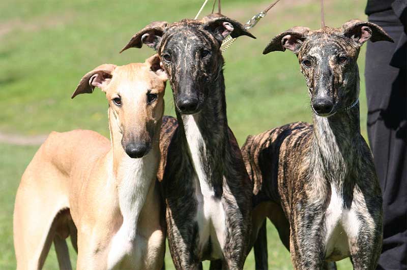 Galgos Españoles