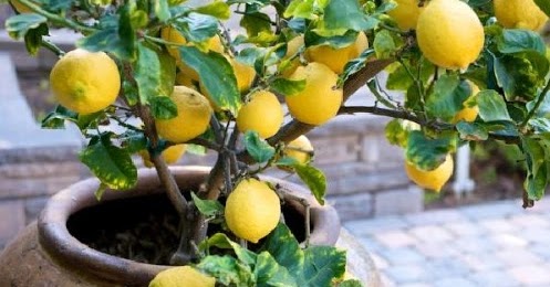 Lemon tree for Container Gardening - all-garden-world