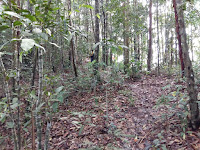 TRAVELOG: GUNUNG KEMERLONG SIK KEDAH : Cabaran Pacat...Boleh cuba KEDA ...