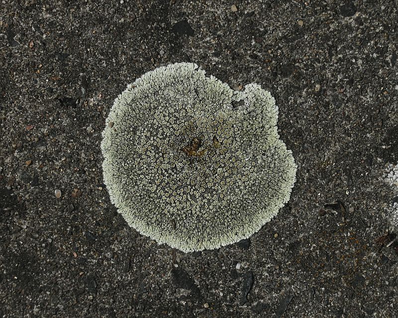 Panoptikum interessanter Dinge und Begebenheiten: Flechten ...