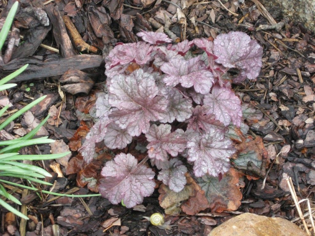 Fifty shades of green: Heuchera 'Cinnabar Silver' Fifty shades of green: Heuchera 'Cinnabar Silver'