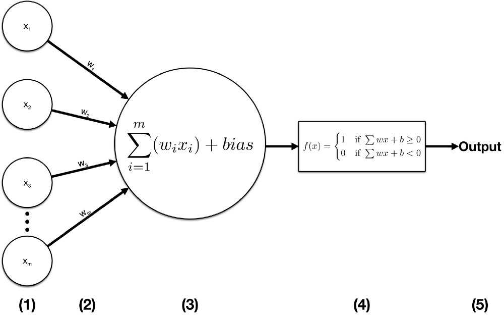 Deep Learning From the Scratch