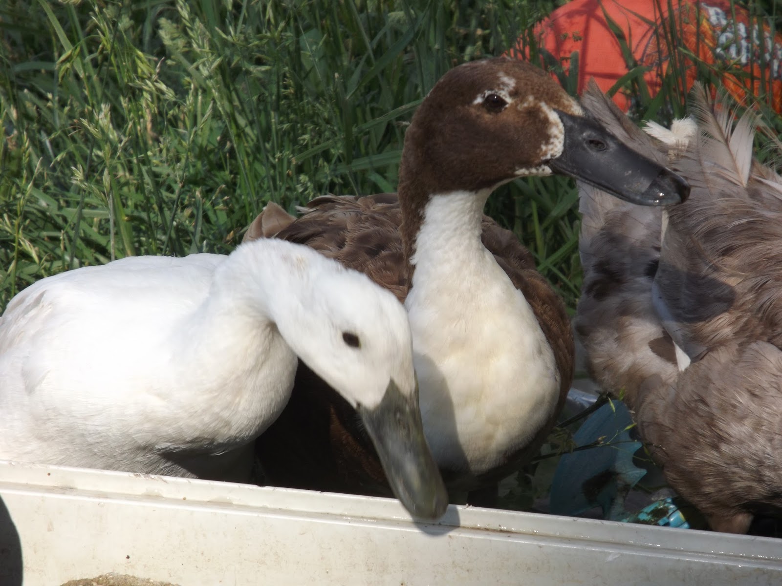 Little Bear Swamp Farm: Ducks