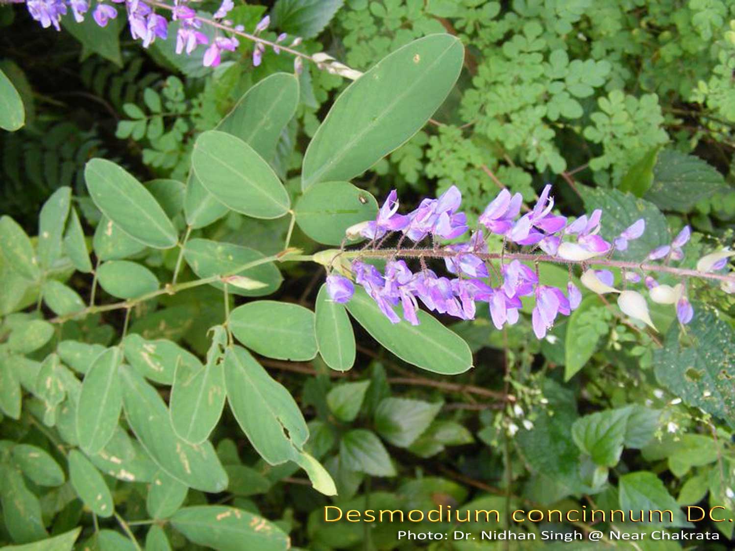 Medicinal Plants: Desmodium concinnum, Blue Desmodium