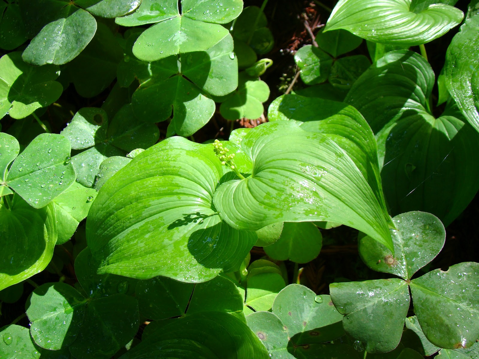 Leaves of Plants: Wild Ginger