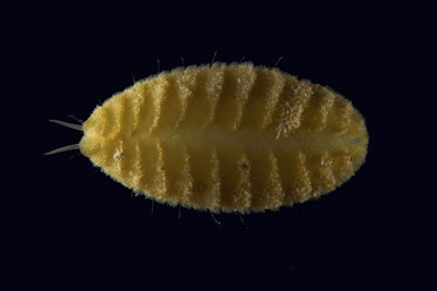 Real Monstrosities: Polynoid Scale Worm