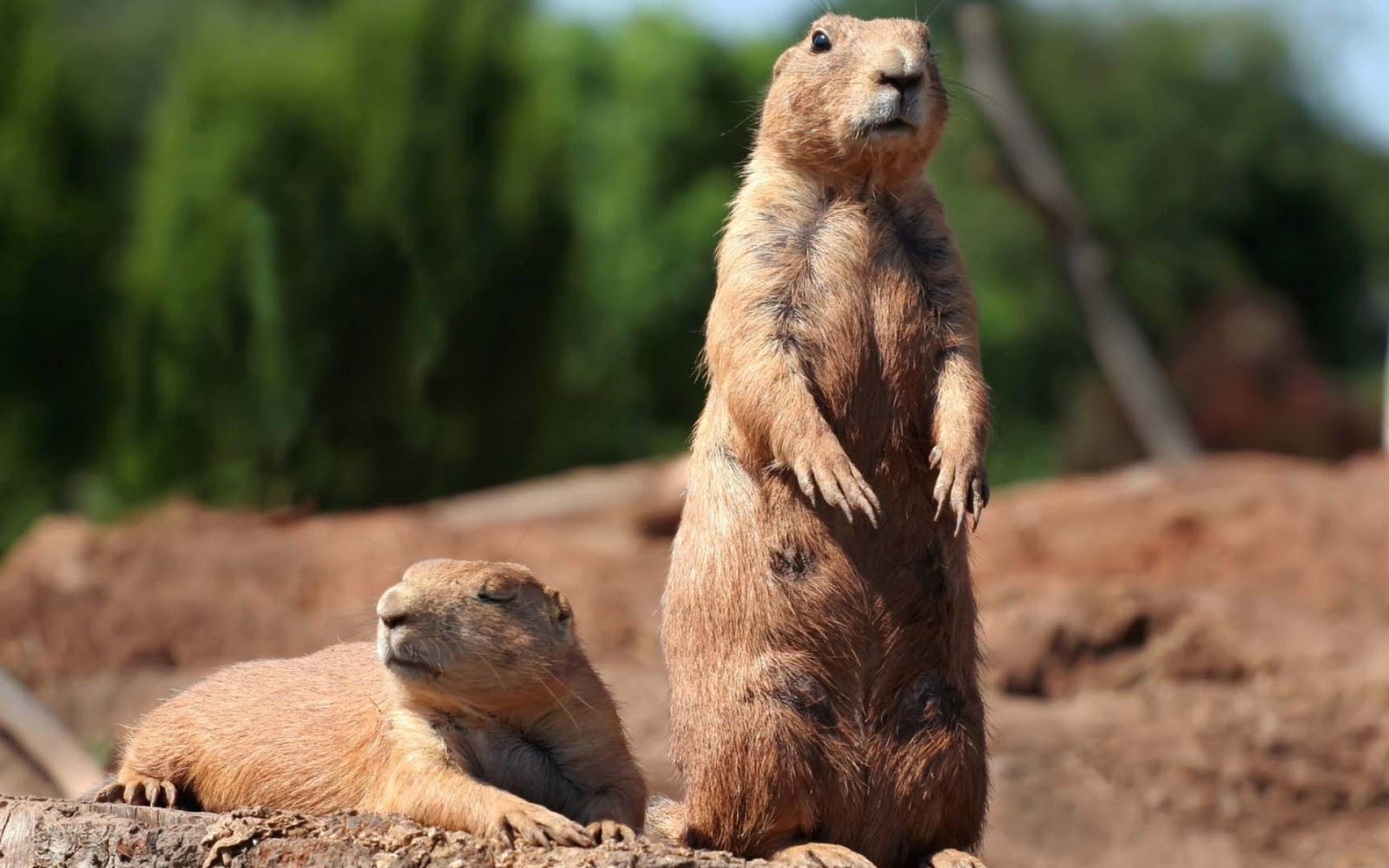 EKOGEO: RODENSIA : KELOMPOK HEWAN PENGERAT
