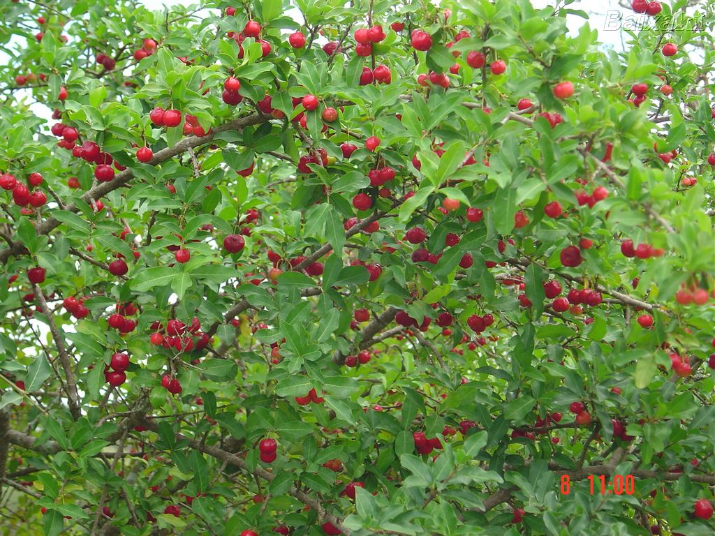 Acerola - Malphigia glabra L. | Natureza Bela