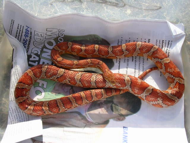 Mid-Atlantic Natural History: On the topic of Corn Snakes (Pantherophis ...