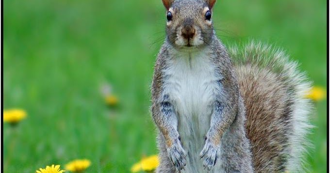 Precision Wildlife Services: First day of Spring!