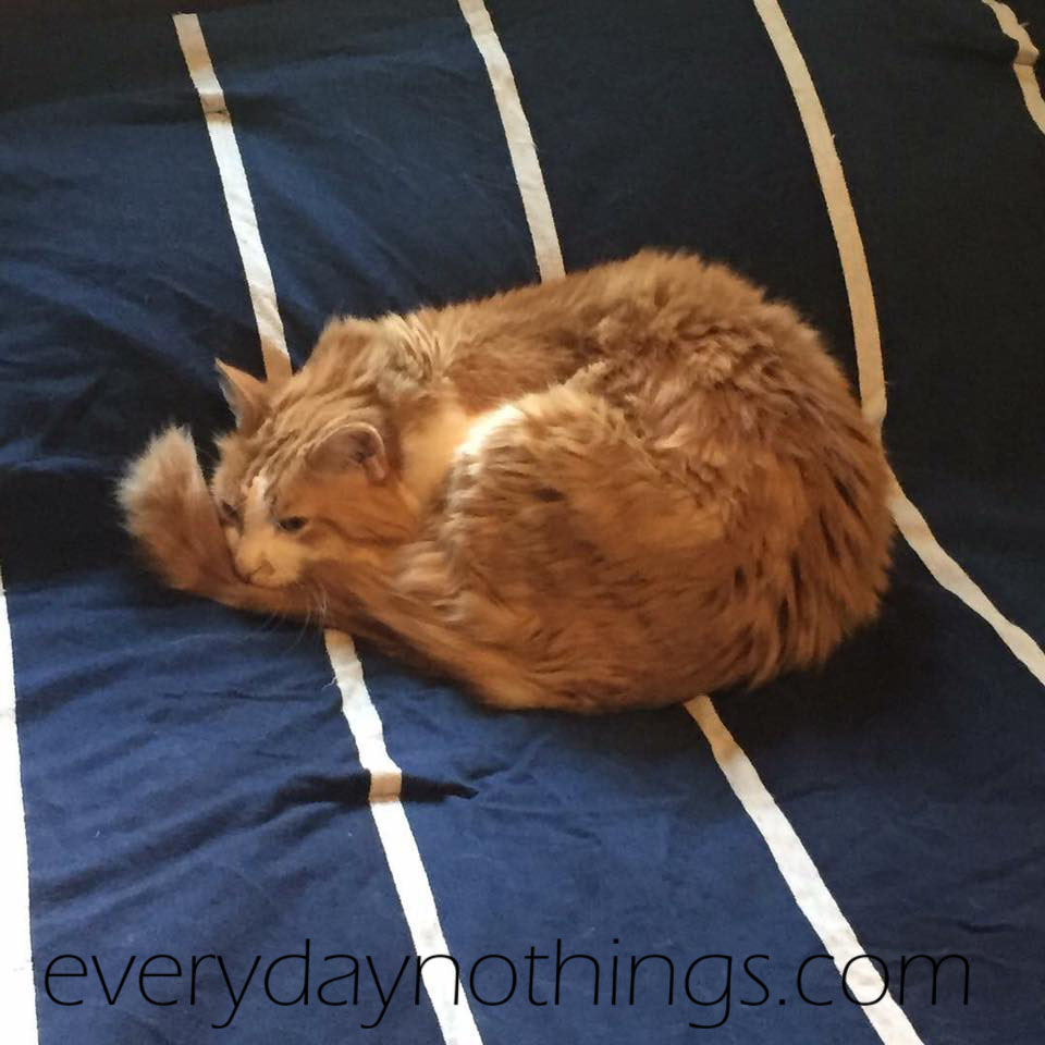 Everyday Nothings: What to do if Your Cat Goes Missing