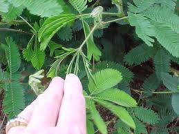 Anim Agro Technology: SEMALU