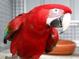 Macaws: Ruby macaw