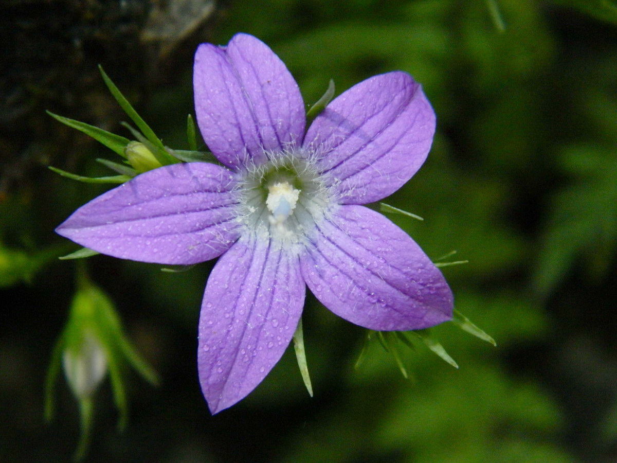 LA MULTI ANI, ROMANIA!: Flori de munte