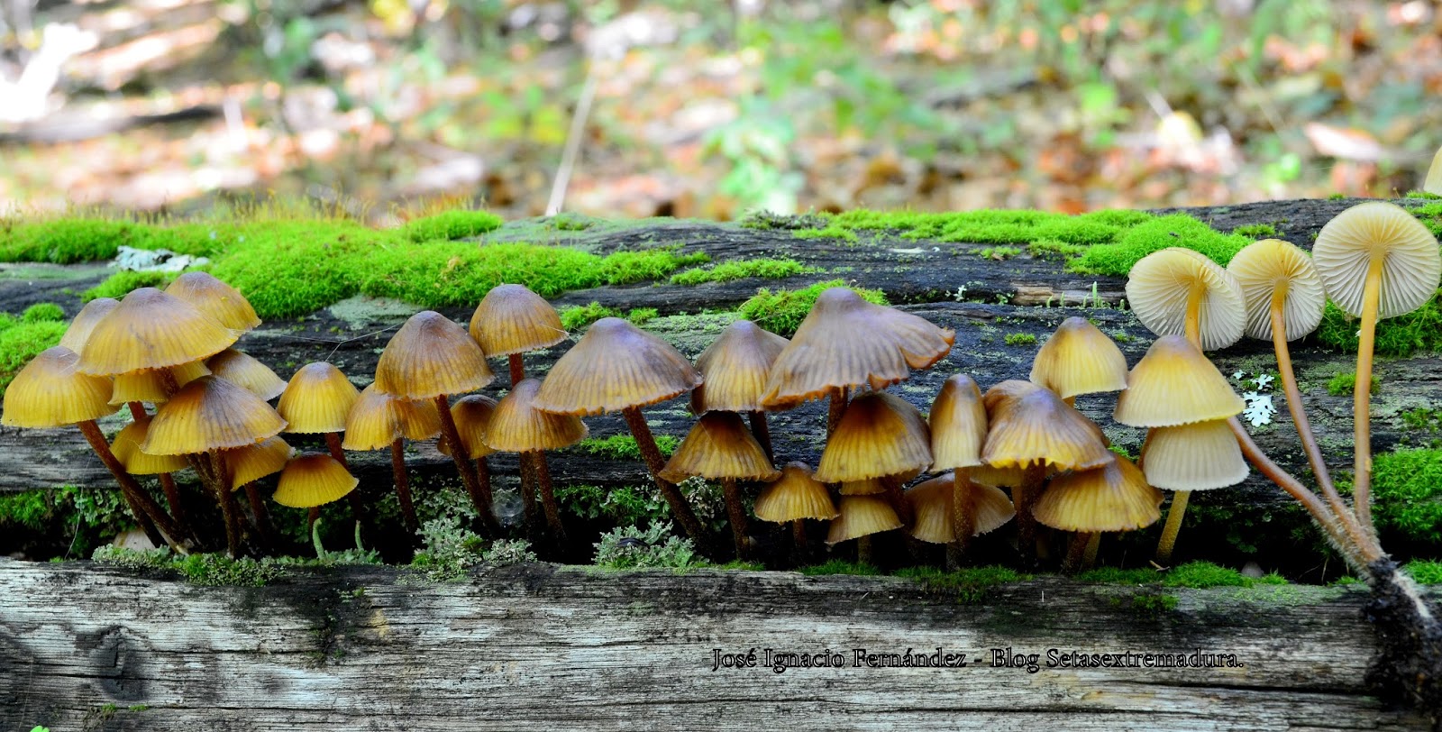 Setas Extremadura : Mycena Inclinata