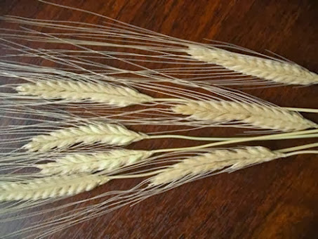 El Blog de Acebedo: El trigo almidonero silvestre, "LA ESCANDA" en Asturias