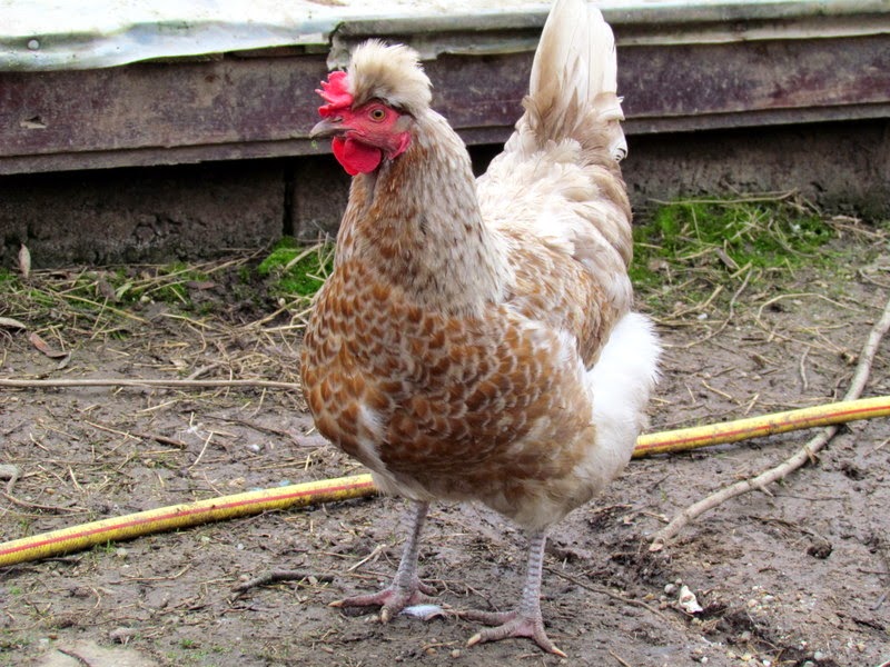 Bucuresteni mutati la sat: Povesti cu gaini