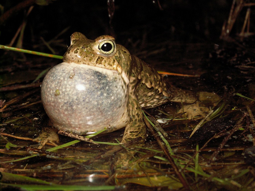 Adopta una Charca: Sapo corredor