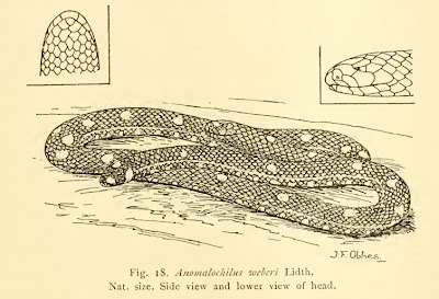 Life is short, but snakes are long: Dwarf pipesnakes