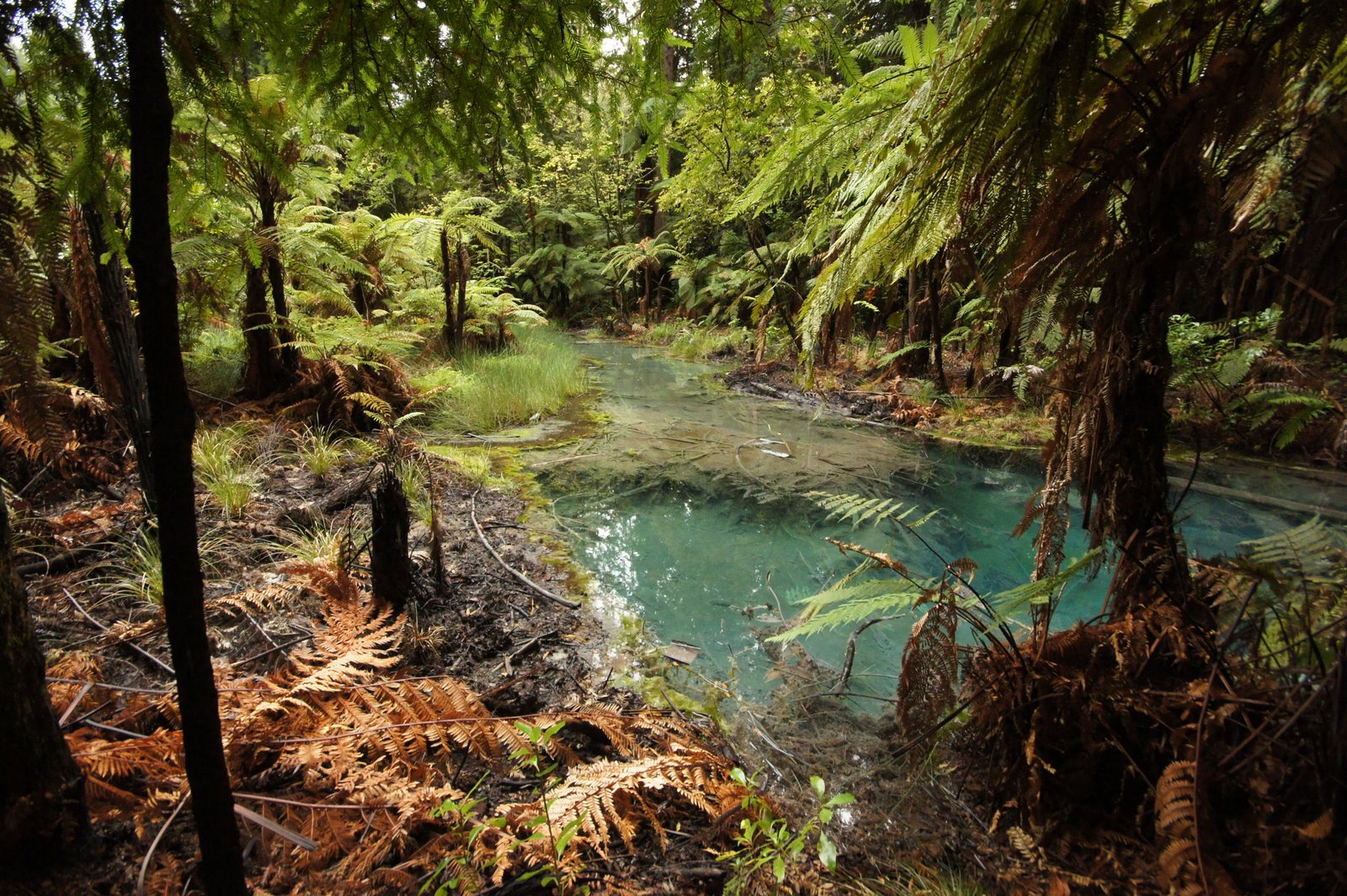 Magi and Sam: Rotorua - the Redwoods Whakarewarewa Forest