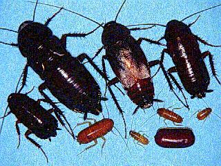 Living Rootless: New Mexico: Roaches and Other Unpretty Neighbors