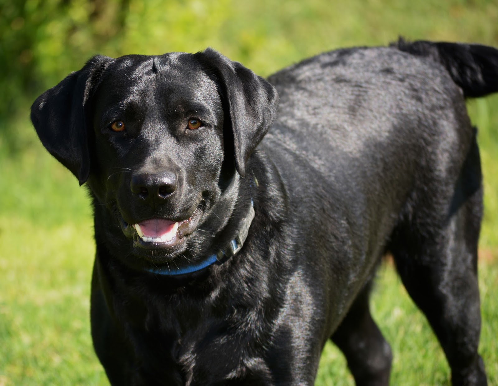 Cozy Acres Farm : Labrador Retriever Parents