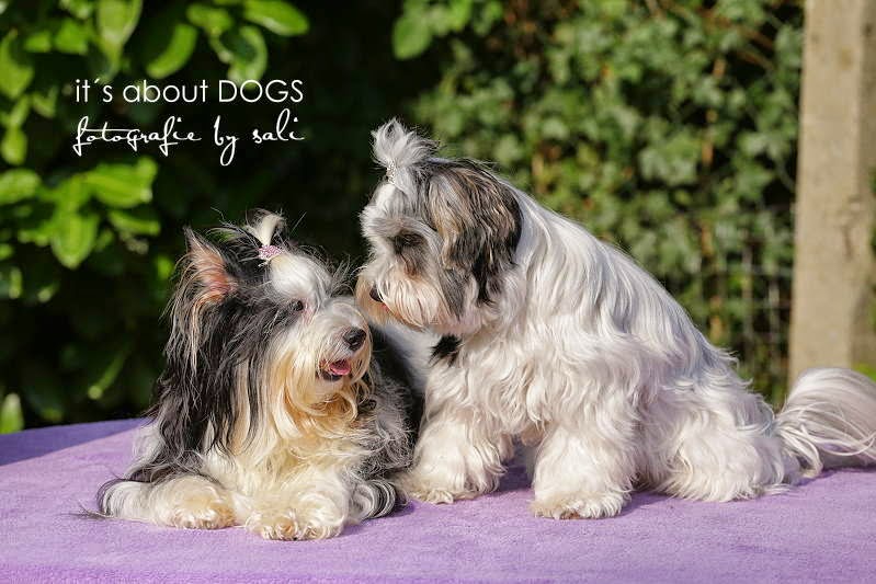 "Das ist unsere Lotta?!" - ABOUT DOGS AND CHIRU [Hundeblog]